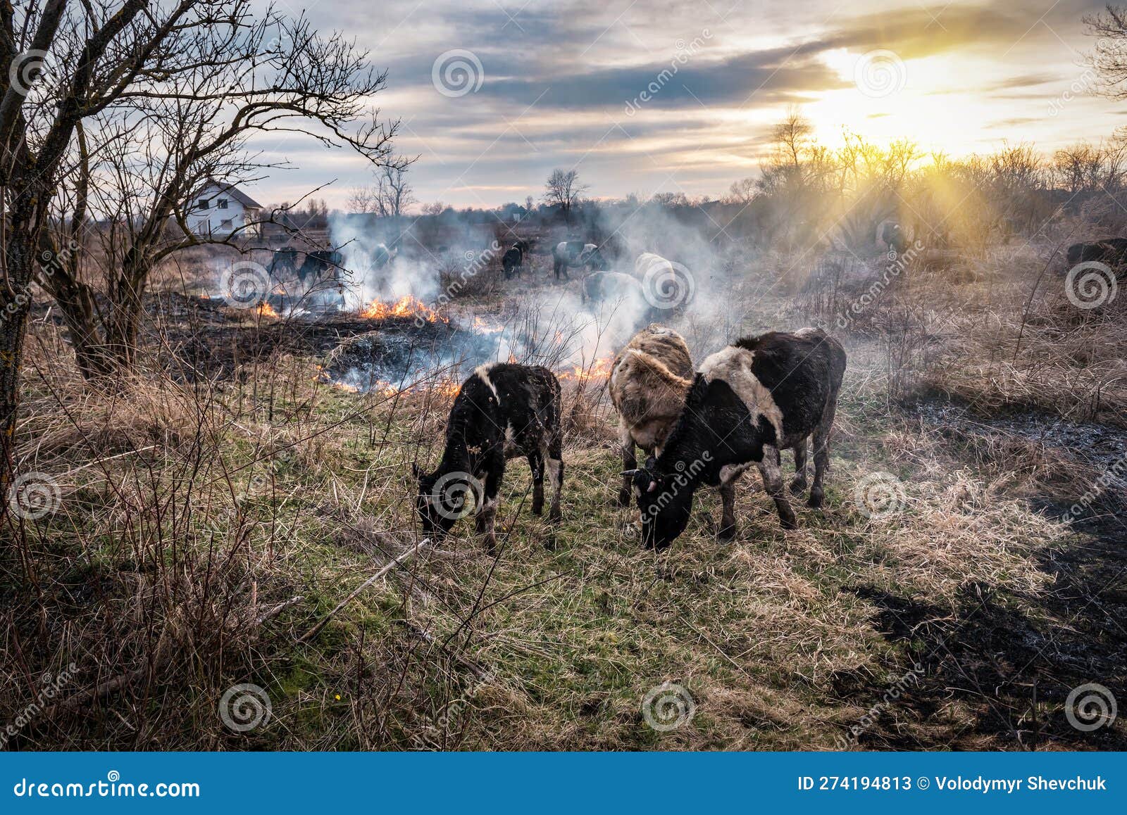 Herd of Cows in the Middle of Dry Burning Grass Stock Image - Image of ...