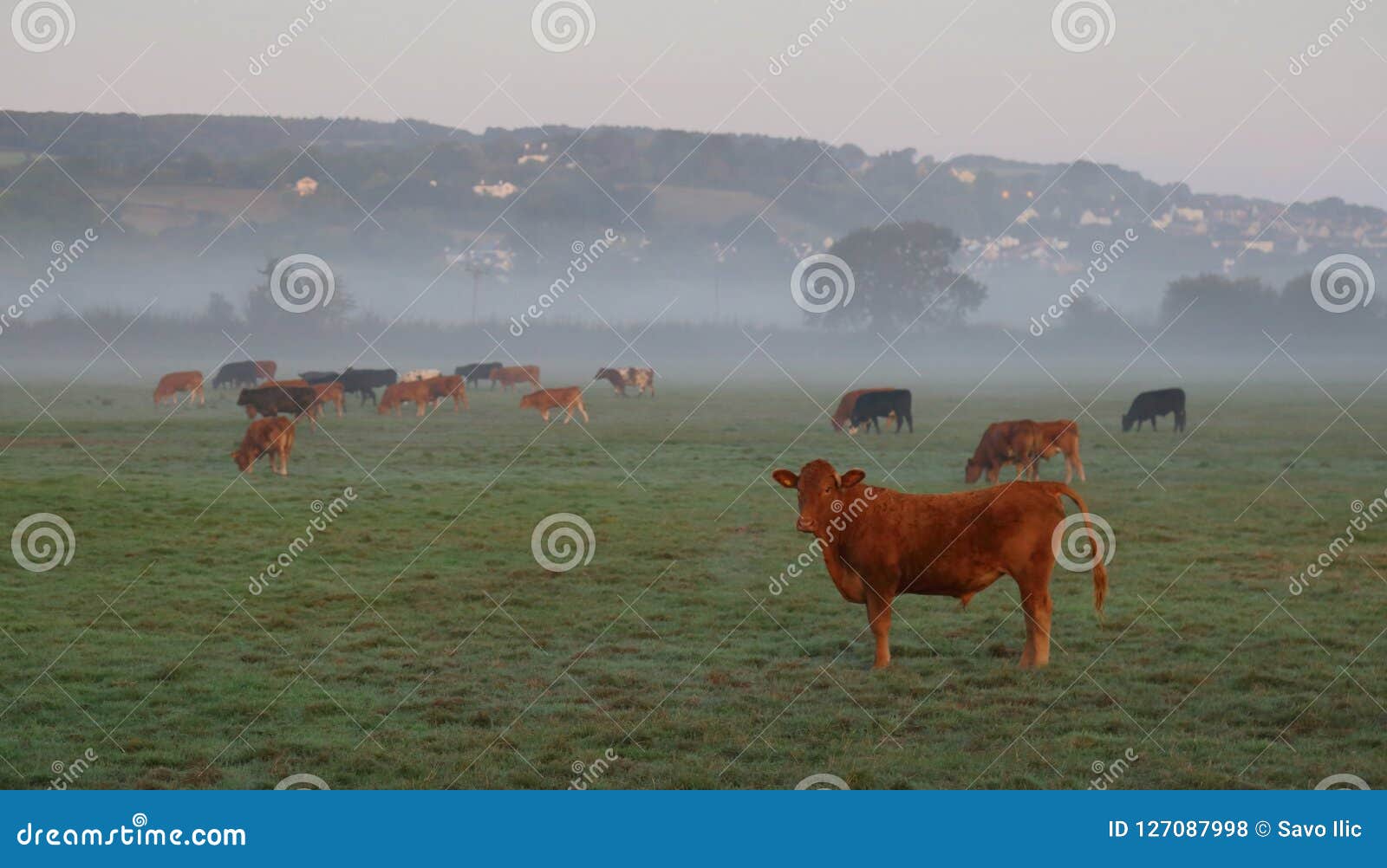 Herd of cows in the mist stock photo. Image of hill - 127087998