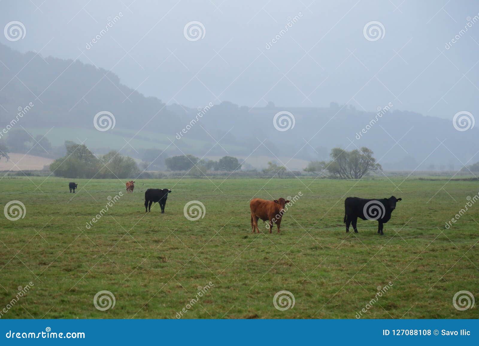 Herd of cows in the mist stock photo. Image of morning - 127088108