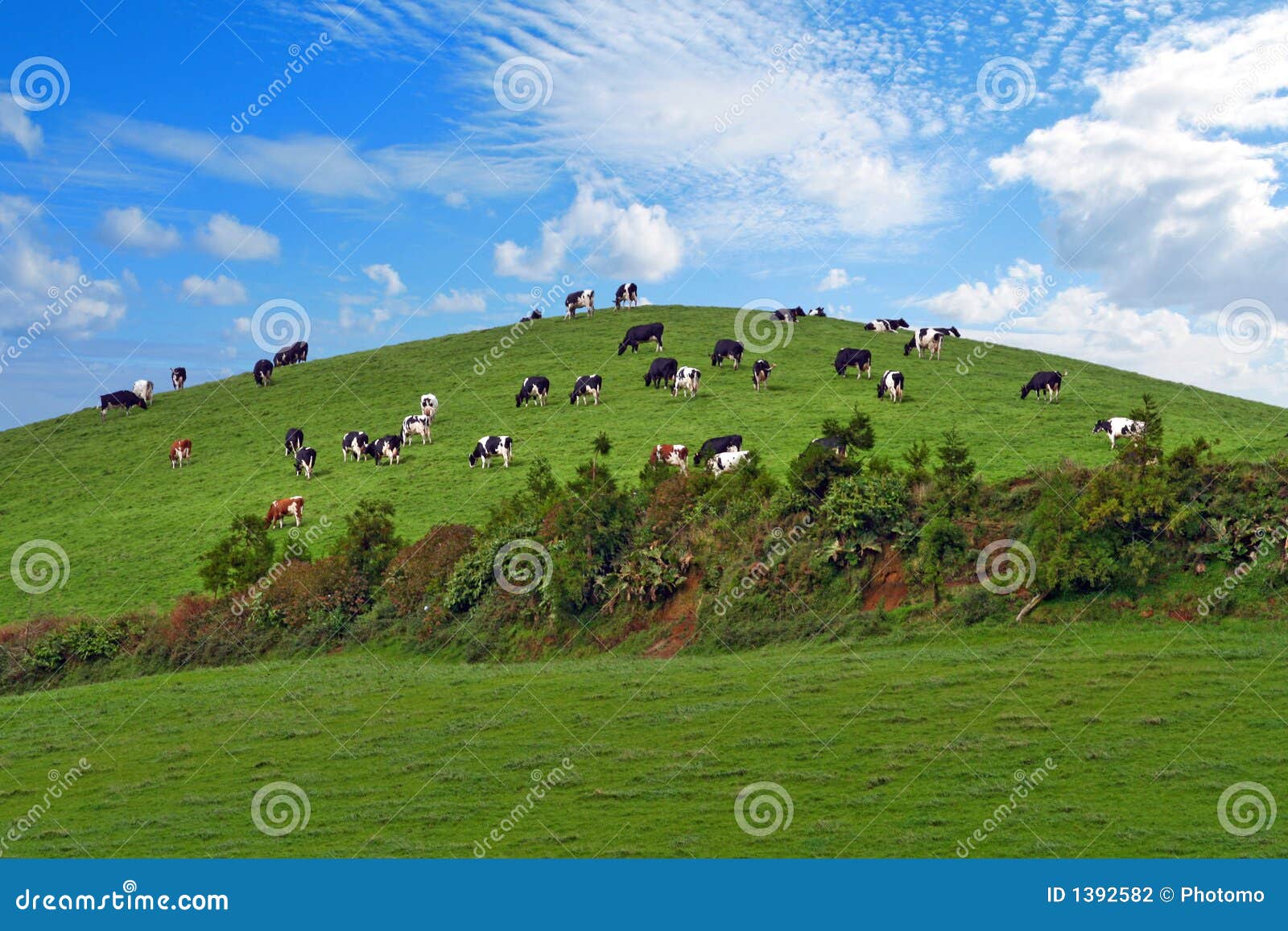 Herd of Cows Over Green Hill Stock Photo - Image of cows, agriculture ...