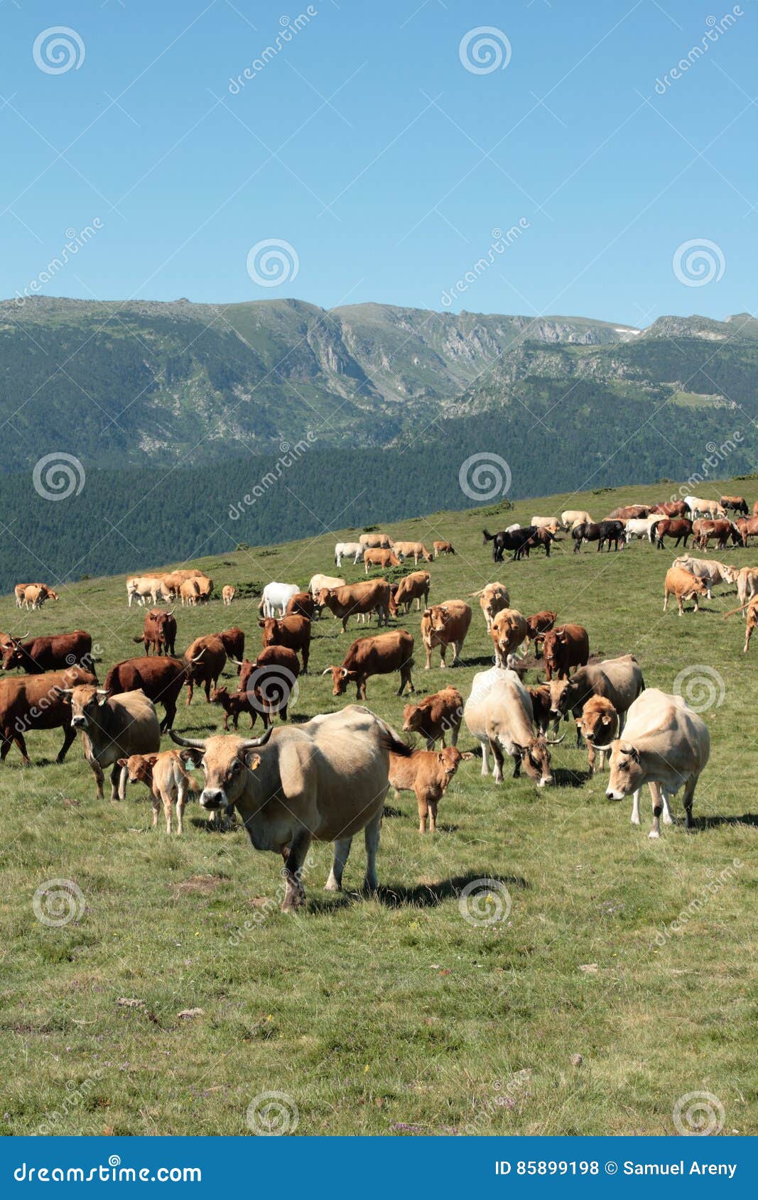 Herd of cows in Pyrenees stock photo. Image of countryside - 85899198