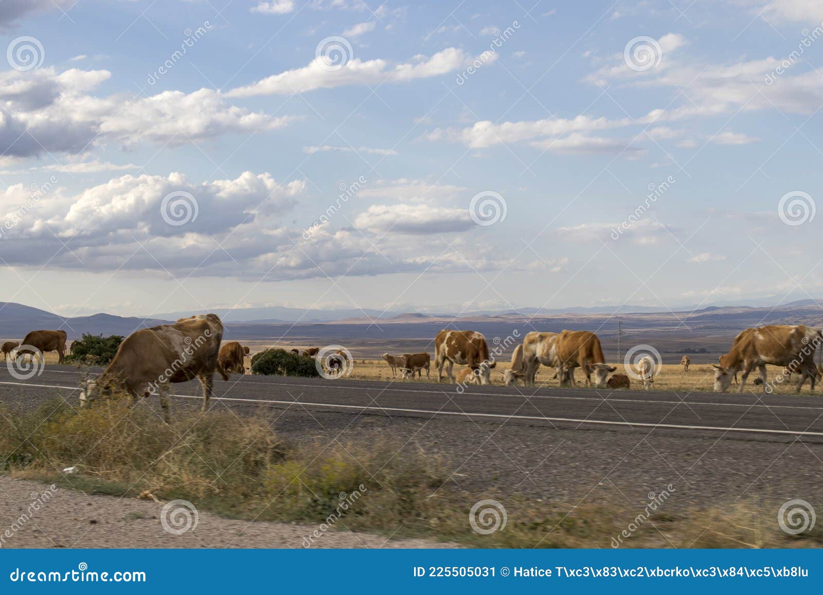 Herd of Cows Roaming the Highway. Stock Image - Image of mammal ...
