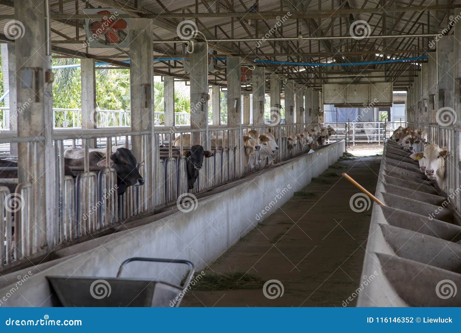 Cows in stable at farm stock photo. Image of ruminants - 116146352