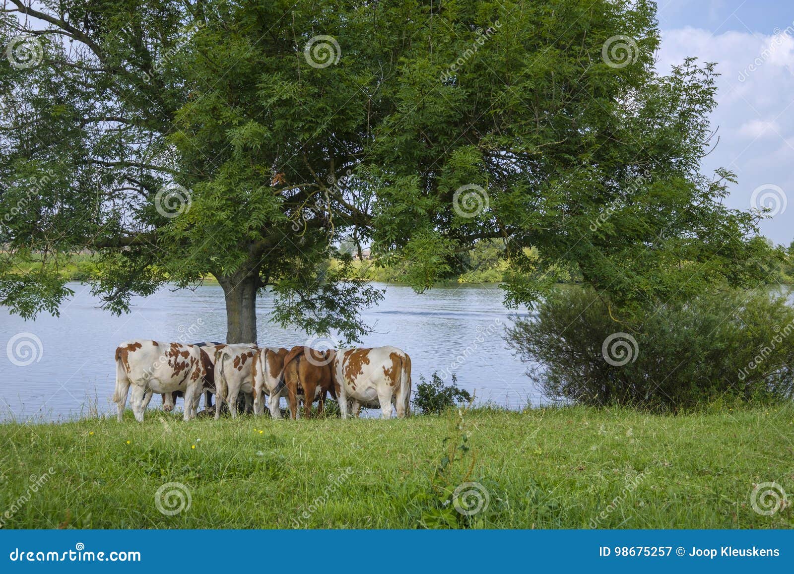 A Herd of Cows Stands Under a Tree Stock Image - Image of nature ...