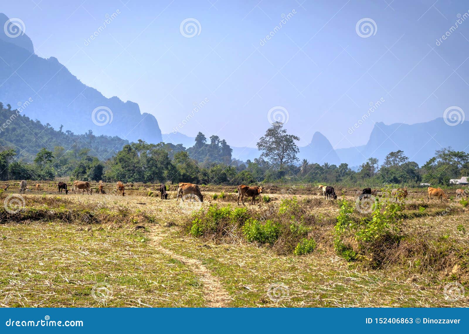Herd of Cows, Vang Vieng, Laos Stock Image - Image of farming, hill ...