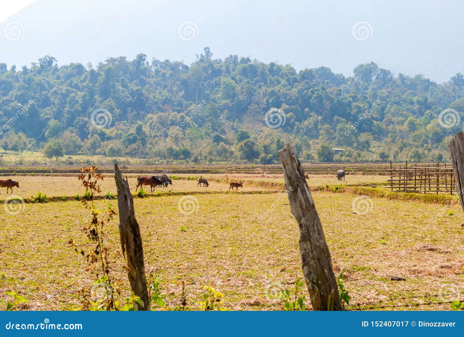 Herd of Cows, Vang Vieng, Laos Stock Image - Image of herd, cattle ...