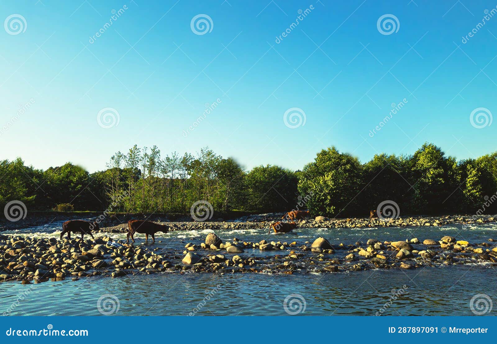 Herd of Cows Wade through a Mountain River Stock Image - Image of water ...