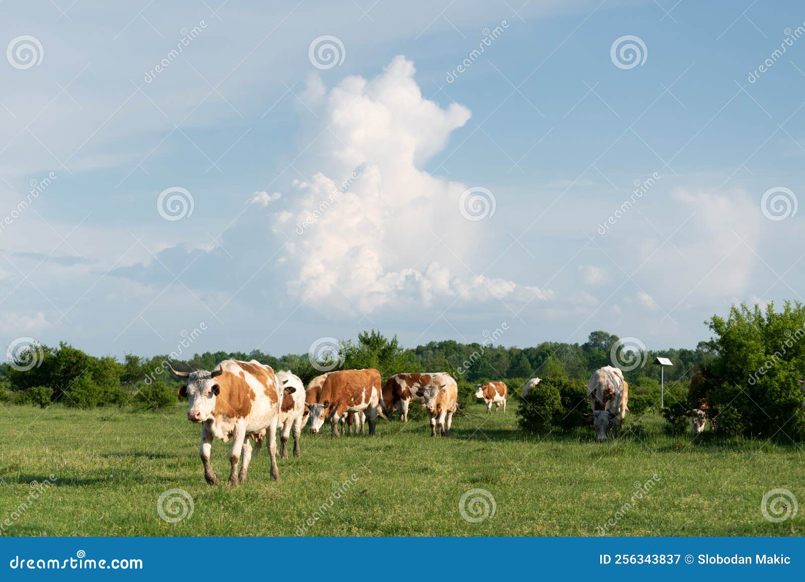 Herd of Cows Walk Toward Camera and Big Cloud in Sky Stock Image ...