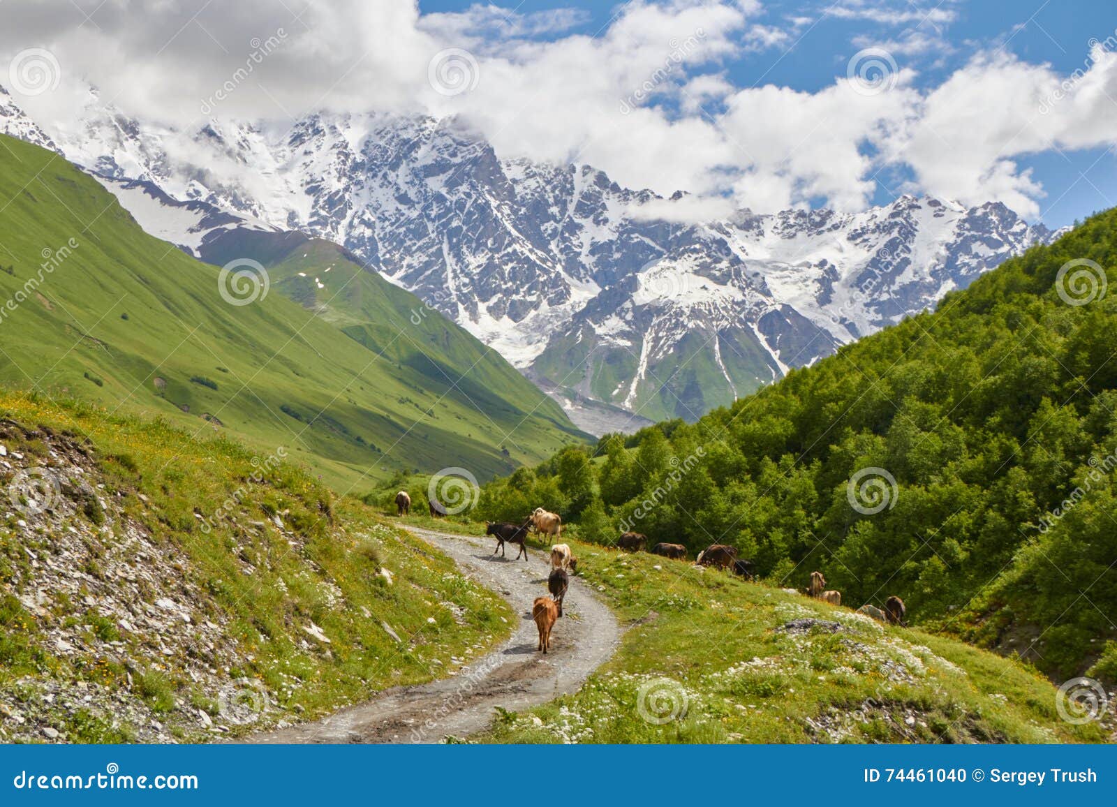 Herd of Cows Walking Mountain Path Stock Photo - Image of farming ...