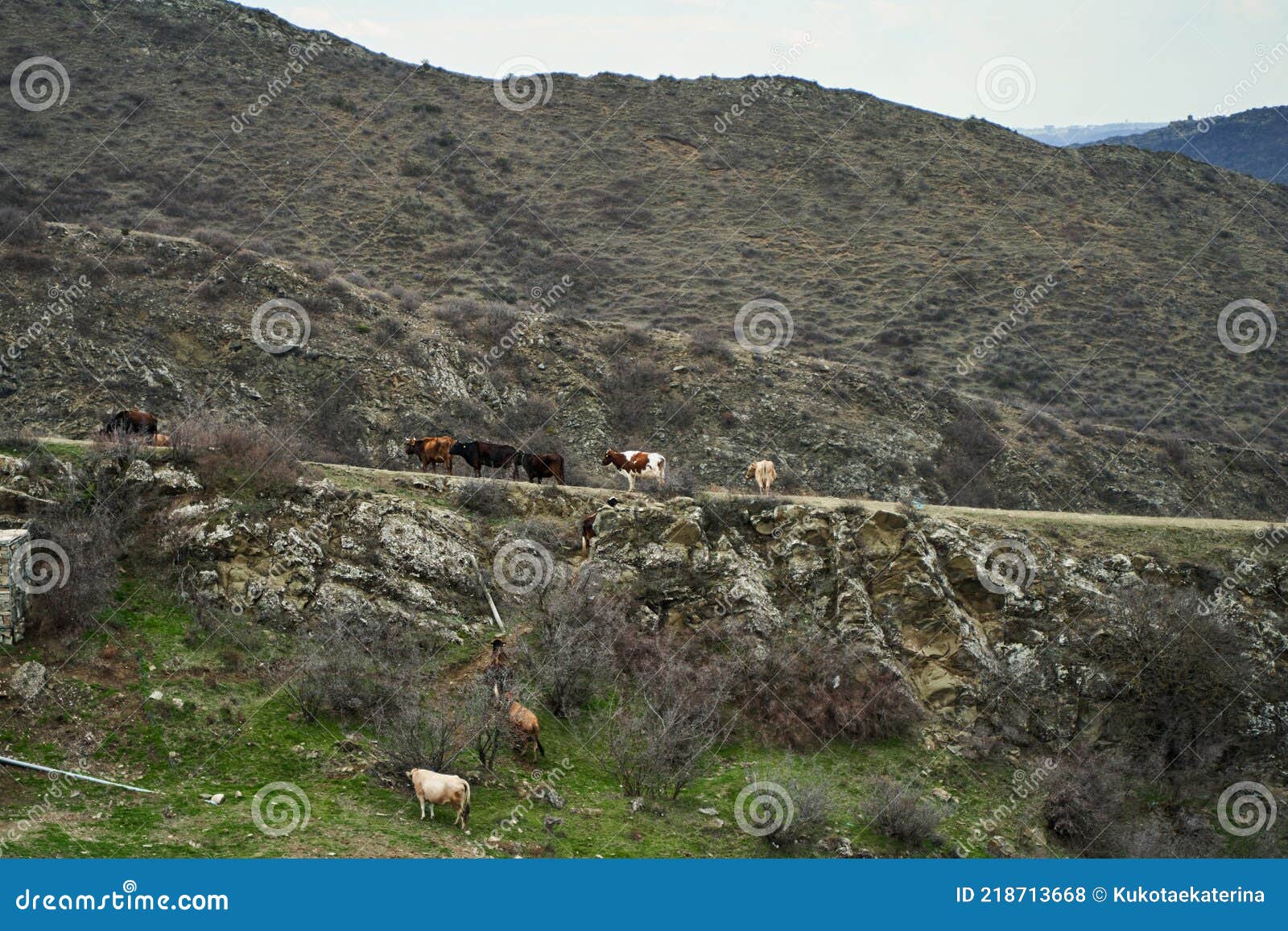 A Herd of Cows Walks on Stone Rocks Stock Photo - Image of rock, rocks ...