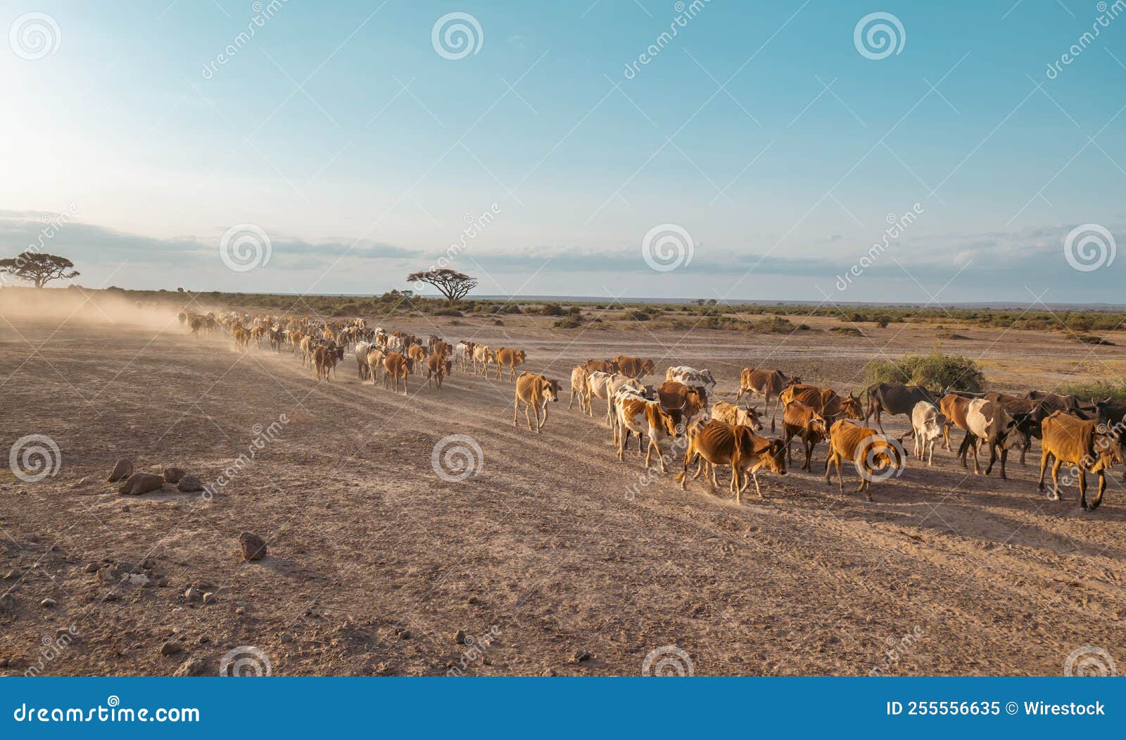 Herd of Cows Wandering in a Deserted Land with Greenery in the ...