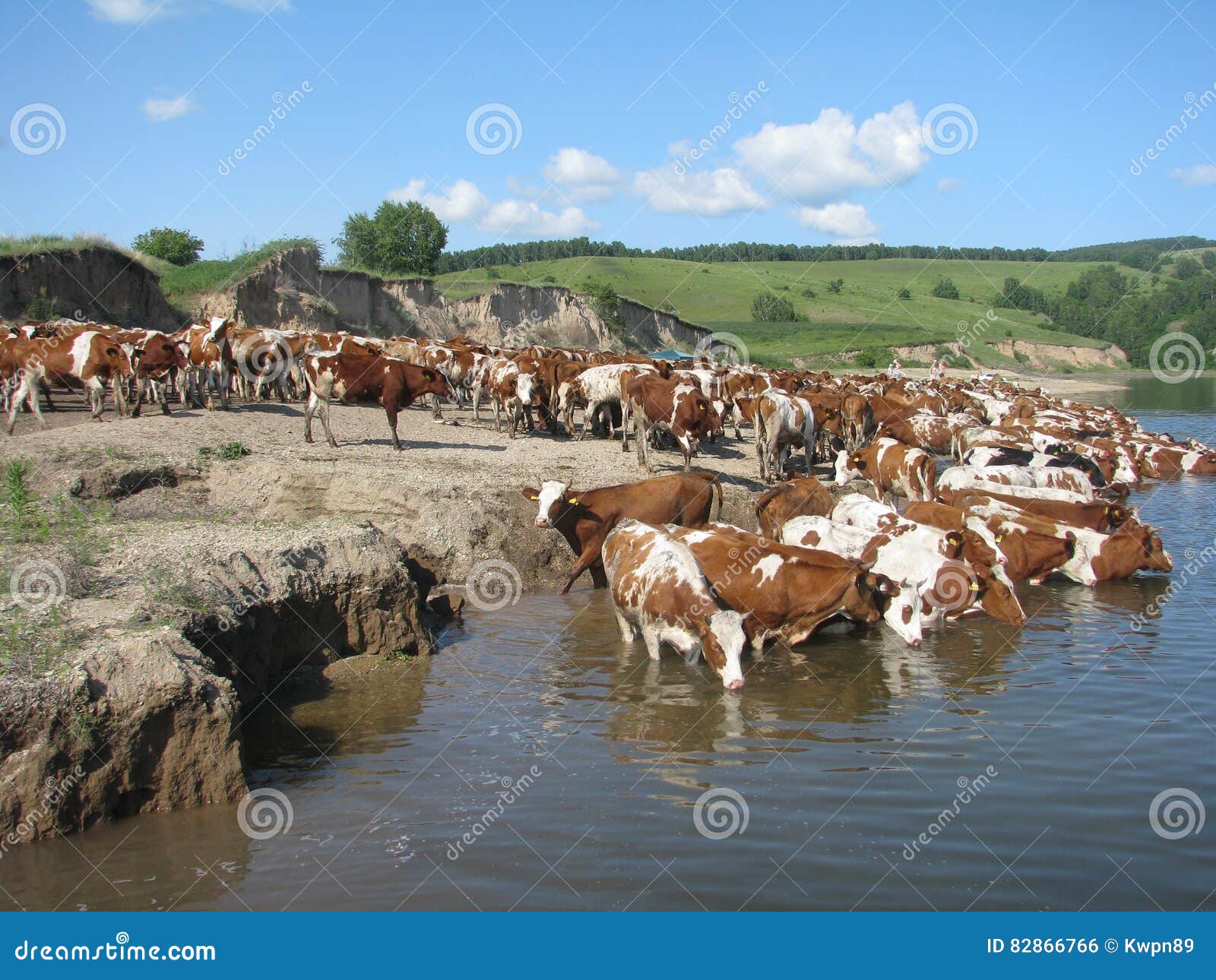 Herd of Cows on a Watering Place. Stock Photo - Image of water, keeping ...