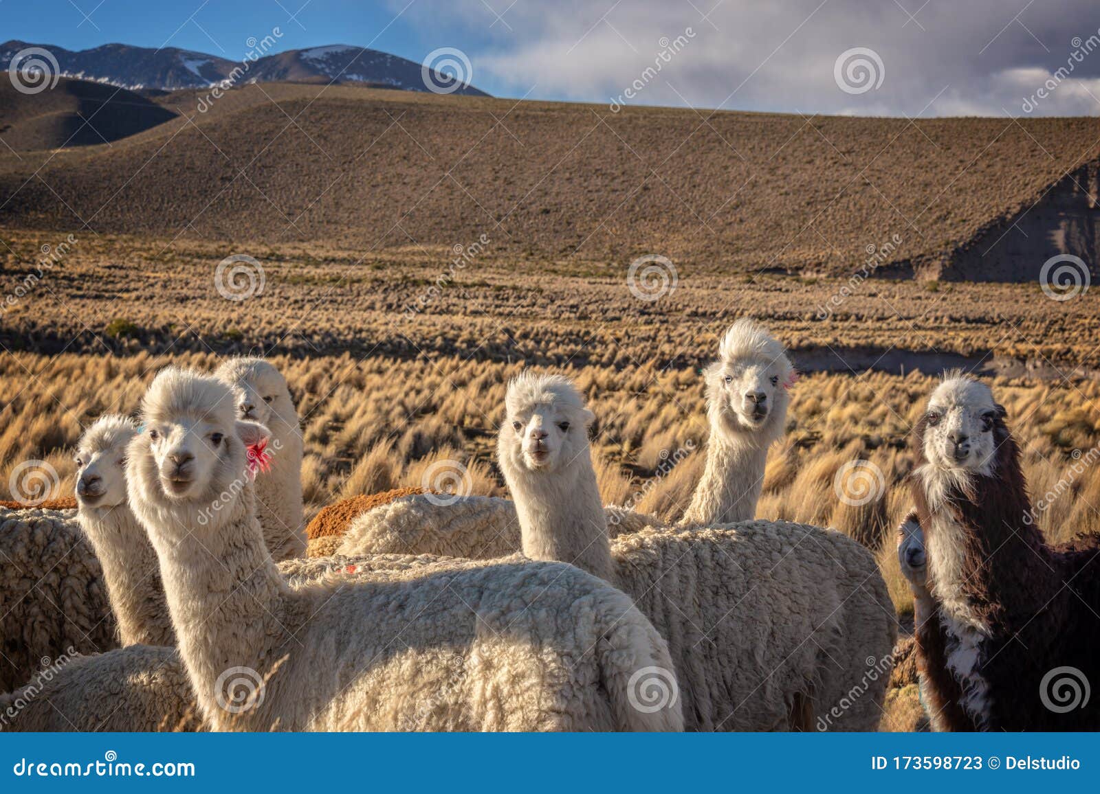 Herd of Curious Alpacas, Bolivia Stock Image - Image of mountains, face ...