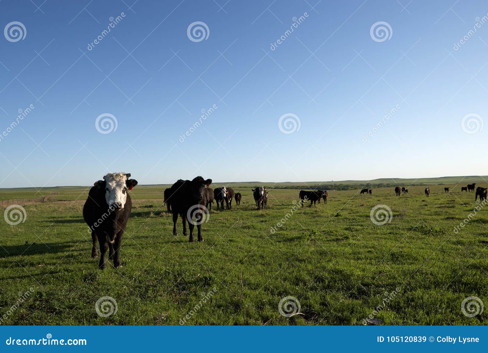 Herd of Curious Cattle in an Open Pasture Stock Image - Image of bovine ...