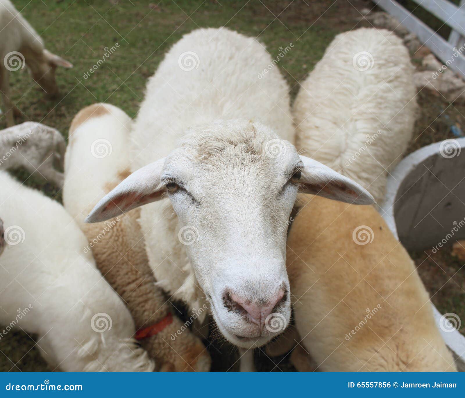 Herd of Curious White Goats Outside Farm in Thailand Stock Photo ...