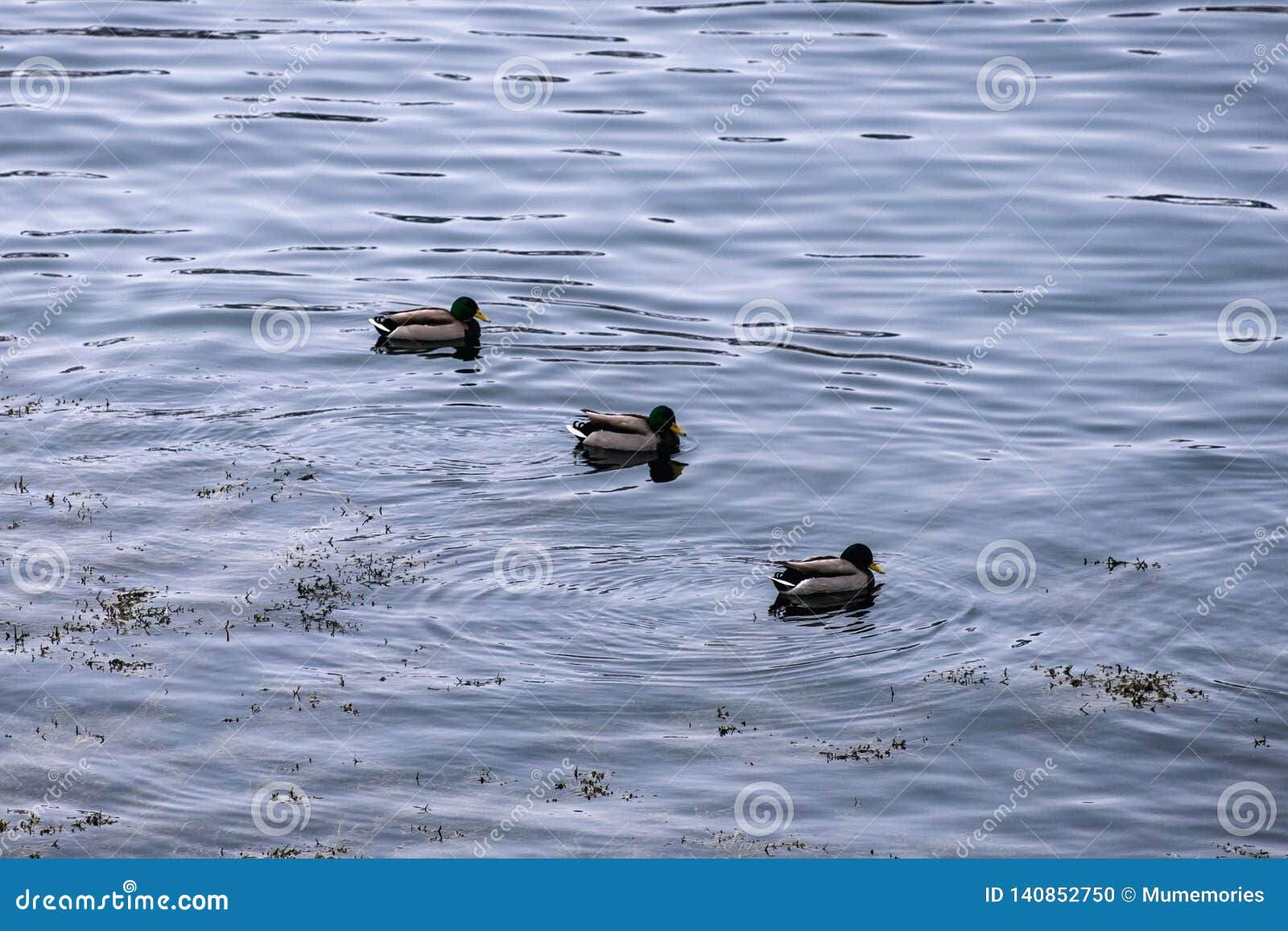Herd of Dabbling Duck Orderly Floating in Coastline Stock Photo - Image ...