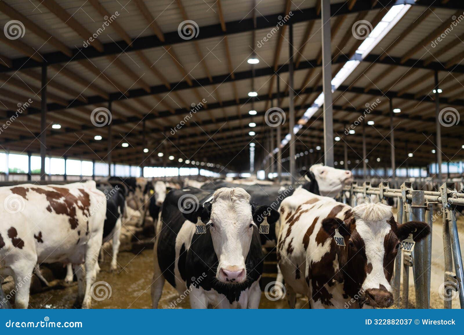 Herd of Dairy Cows Inside a Large, Modern Barn with Ample Lighting and ...