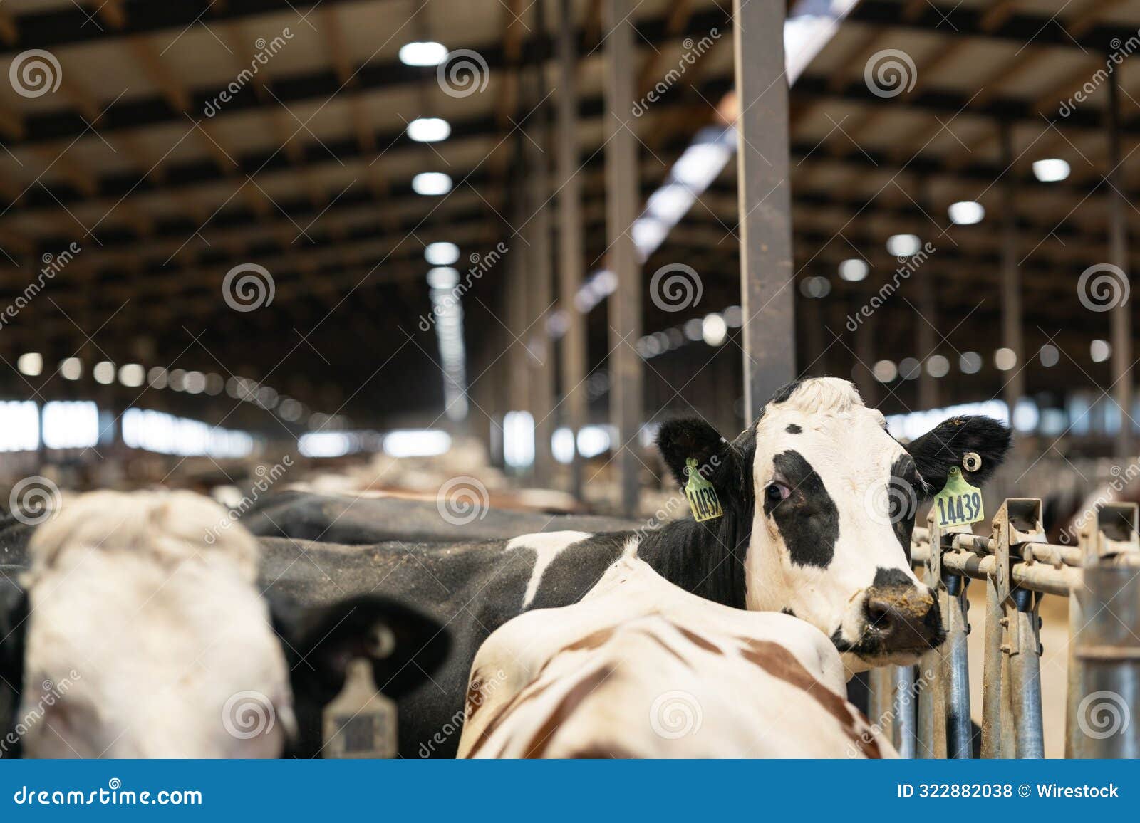 Herd of Dairy Cows Inside a Large, Modern Barn with Ample Lighting and ...