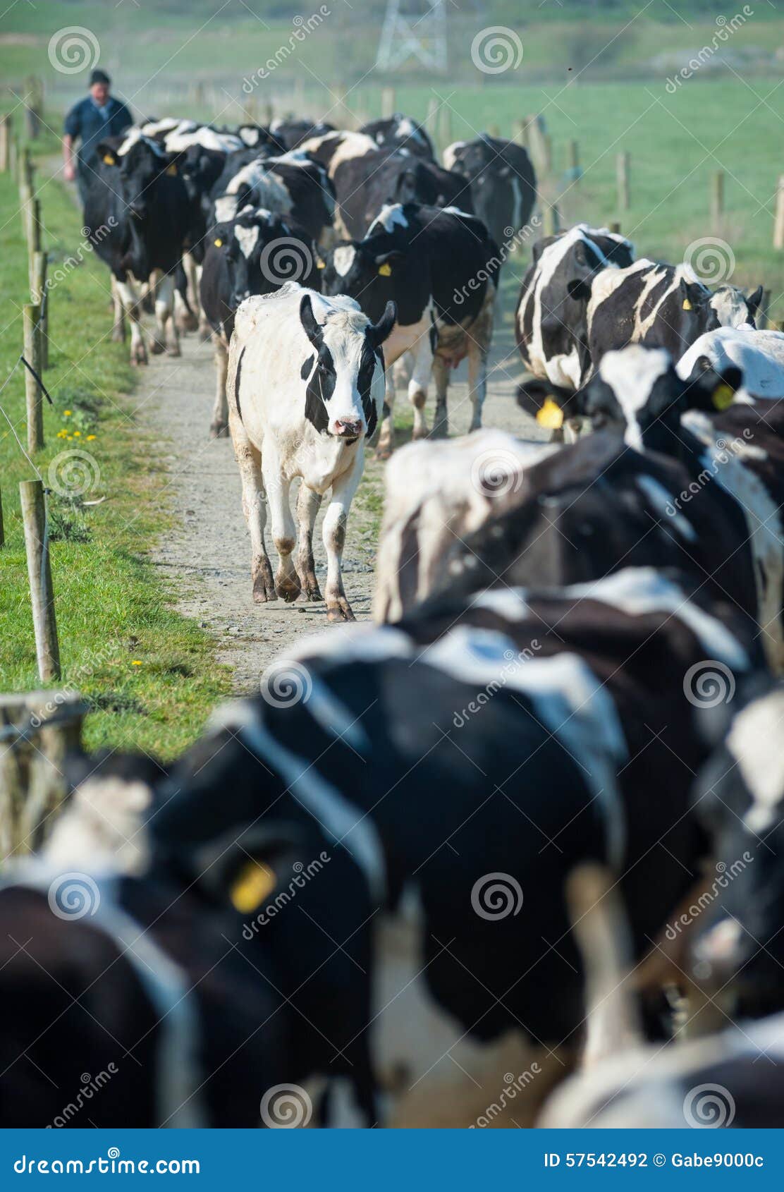 Herd of Dairy Cows Walking Down a Path Stock Photo - Image of landscape ...