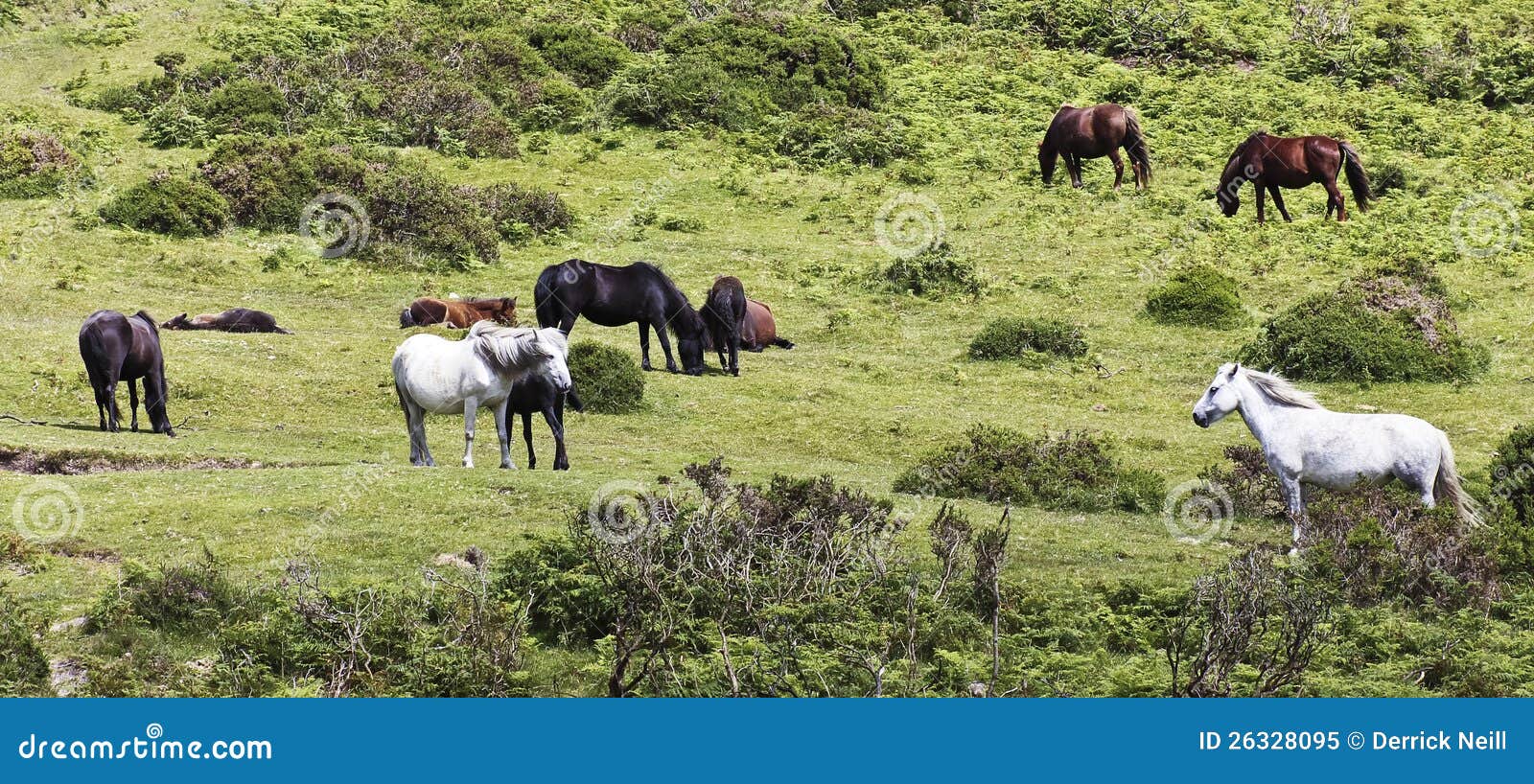 A Herd of Dartmoor Ponies, Devon, England Stock Image - Image of feral ...