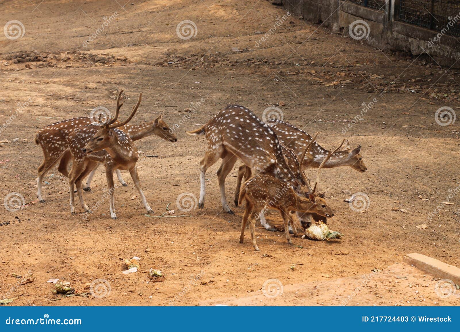 Herd of Deer on the Farm during Daytime Stock Image - Image of wild ...