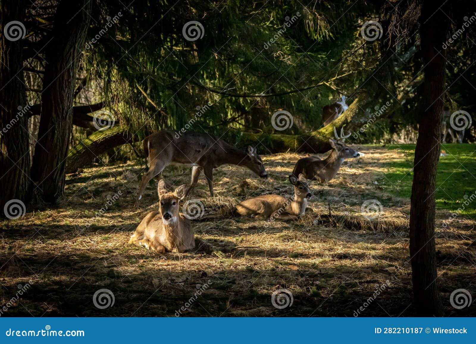 Herd of Deer Foraging in a Forest Setting, Surrounded by Trees and Lush ...