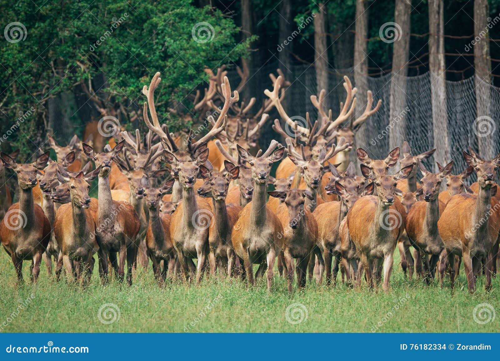 A herd of deer in a forest stock photo. Image of rutting - 76182334