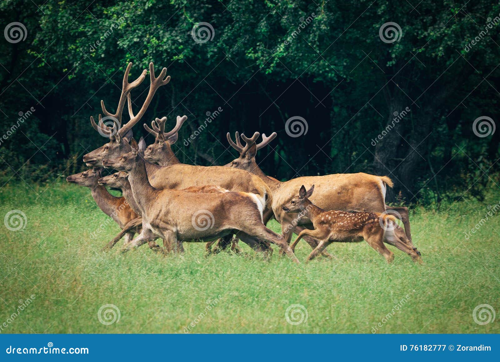 A herd of deer in a forest stock image. Image of hind - 76182777