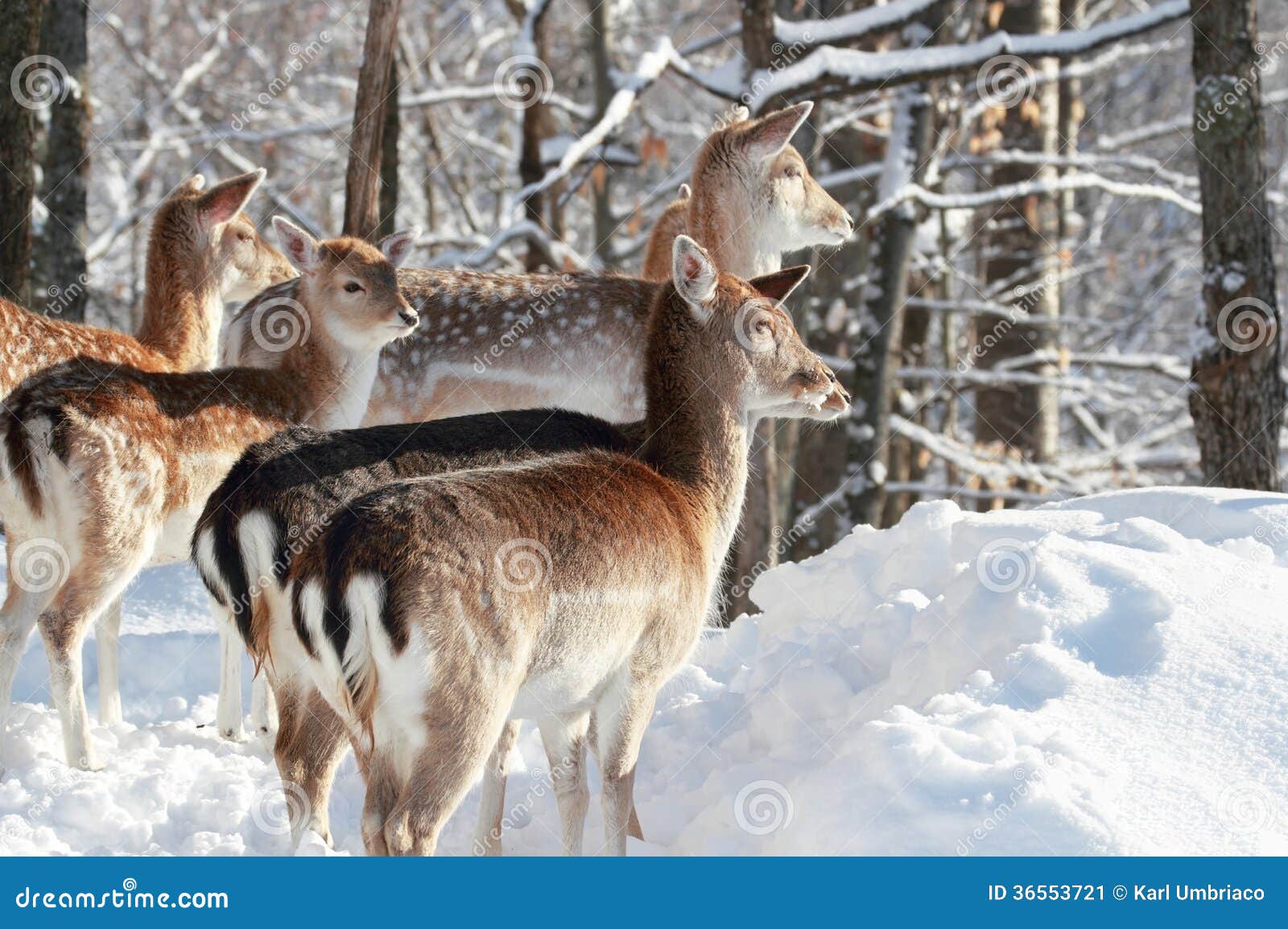 Herd of deer stock image. Image of forest, tree, wildlife - 36553721