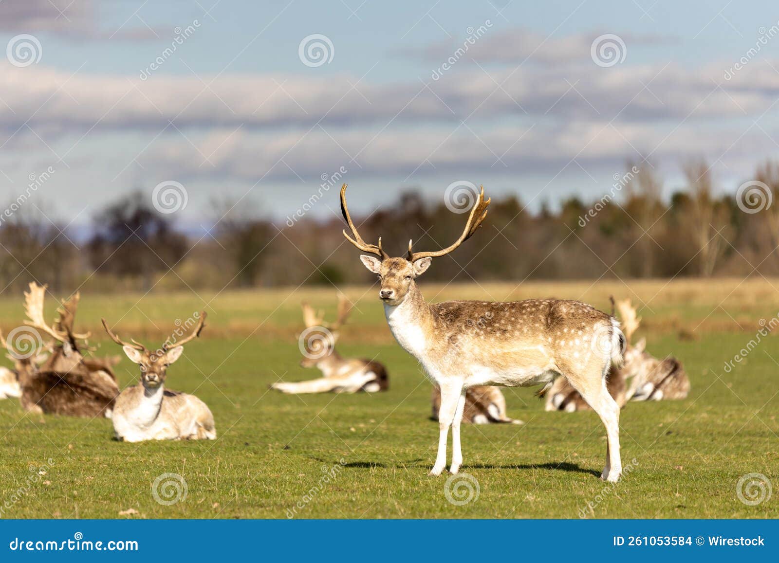 Herd of Deer Grazing on the Meadows Stock Photo - Image of grazing ...