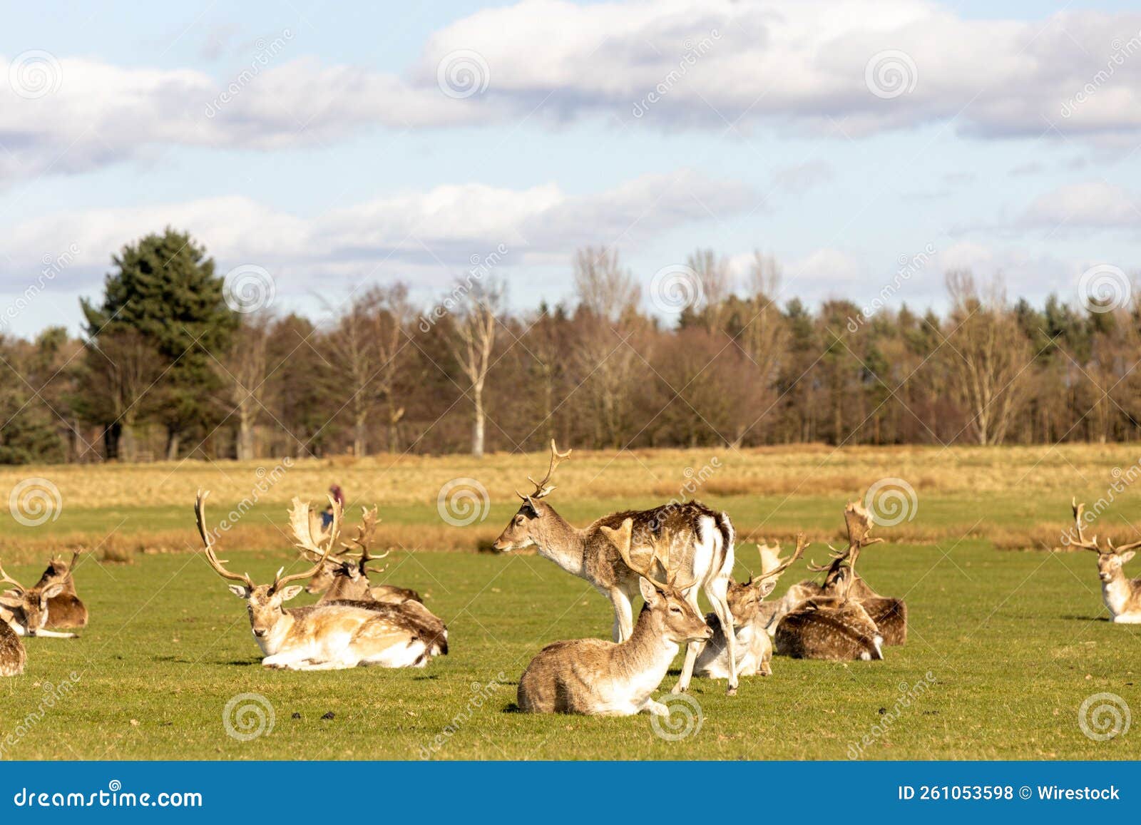 Herd of Deer Grazing on the Meadows Stock Photo - Image of mountain ...