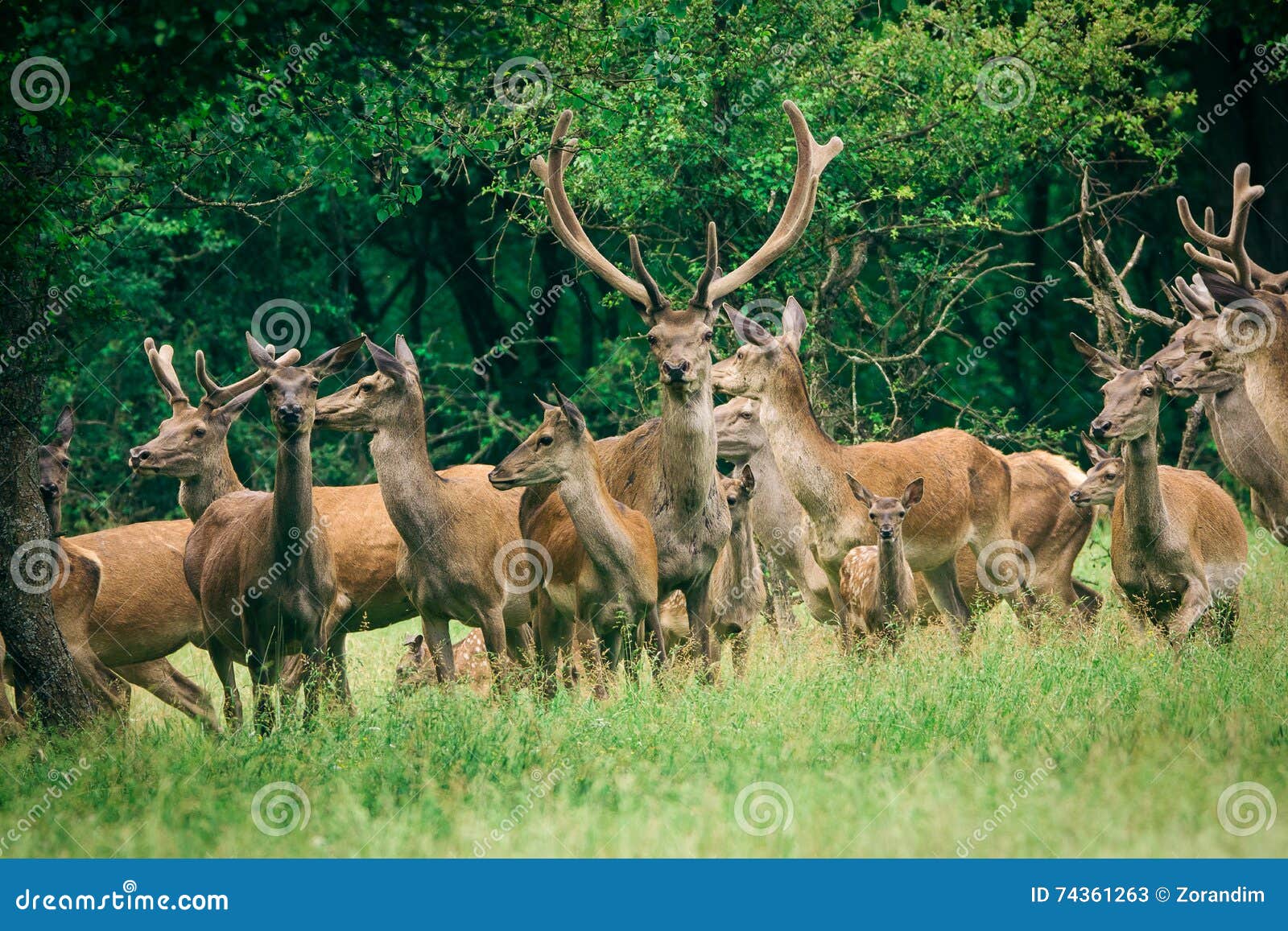 Herd of deer red stock image. Image of hunting, animal - 74361263