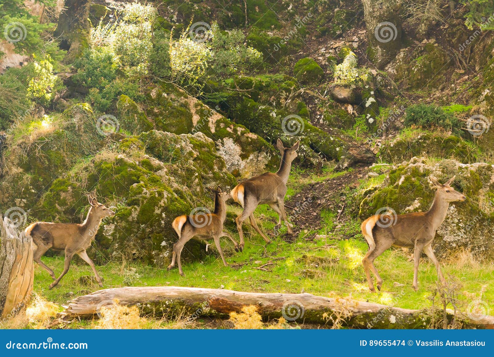 Herd of Deer Running at the Mountain of Parnitha in Greece. Stock Photo ...