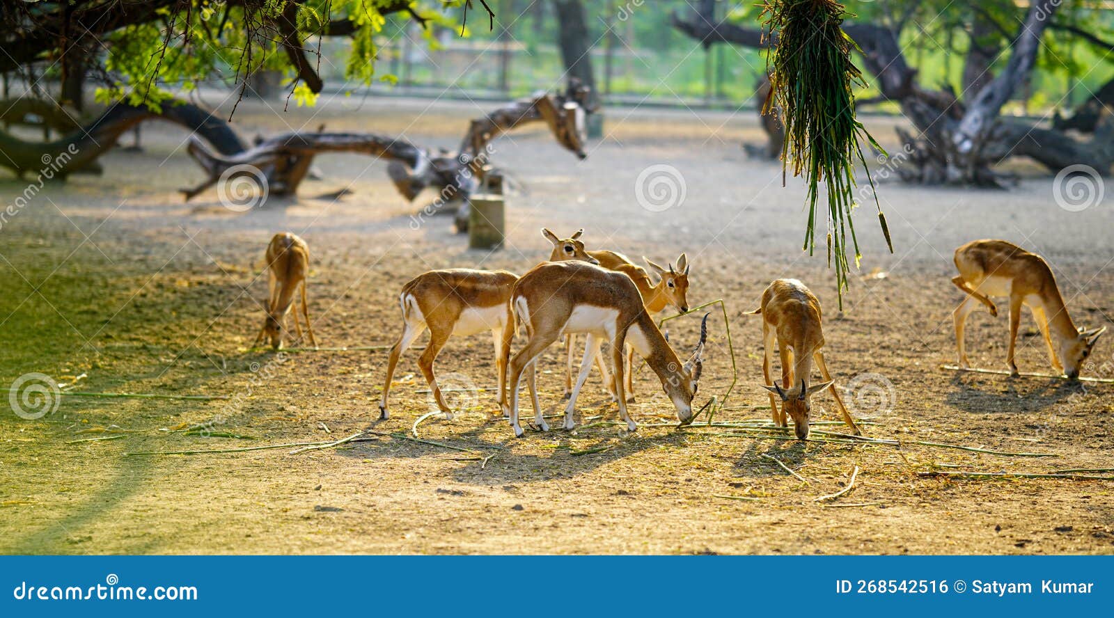 A Herd of Deer Standing Together in the Field Stock Photo - Image of ...