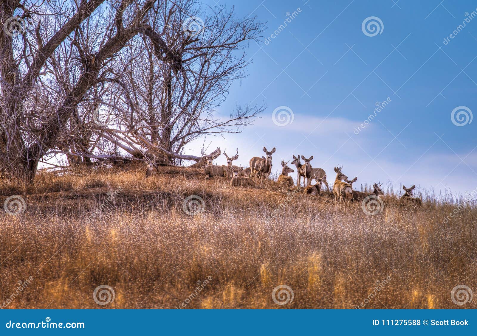 Herd of Deer Under a Tree stock photo. Image of orange - 111275588