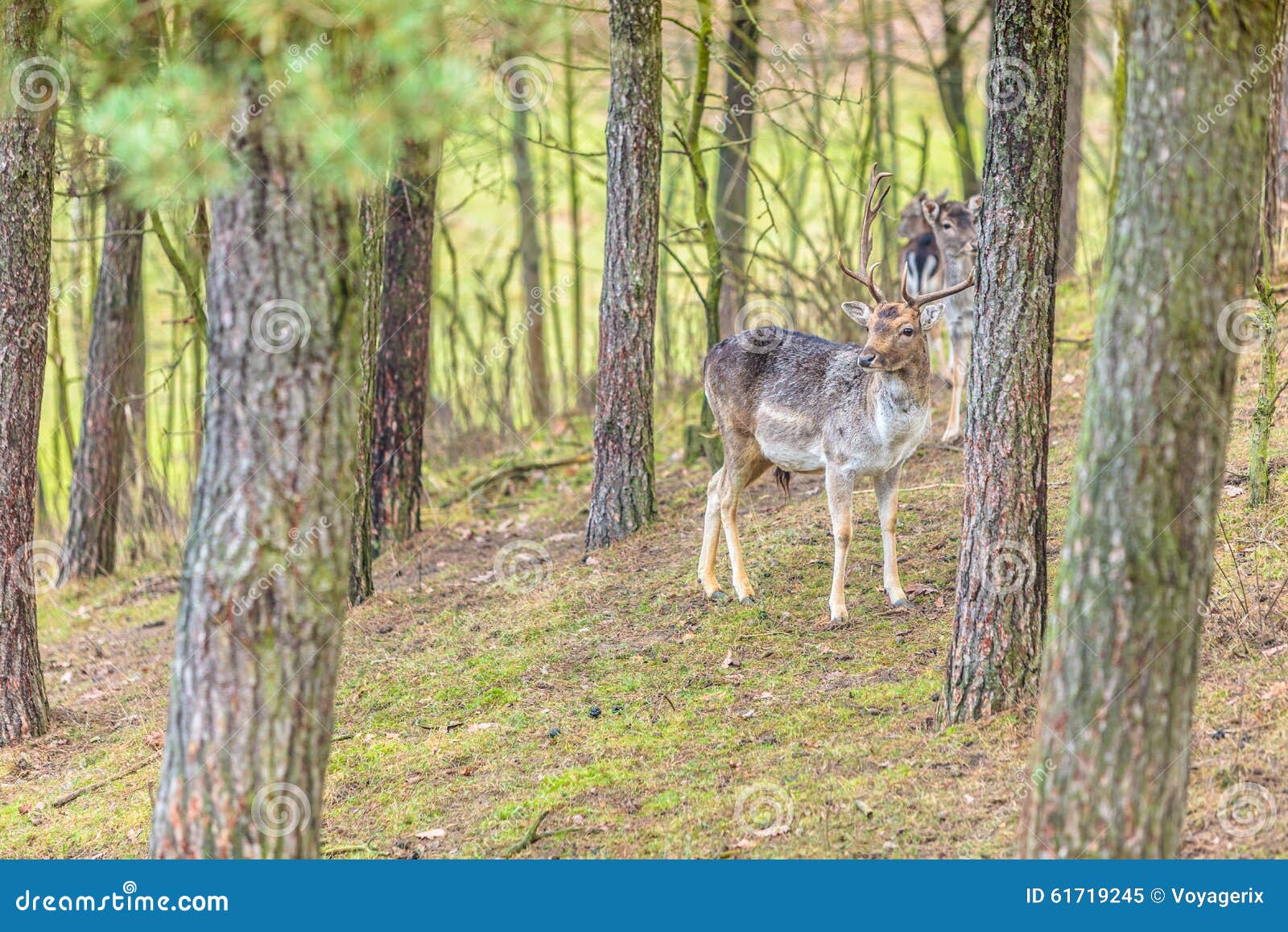 Herd of deer in the wild stock image. Image of countryside - 61719245