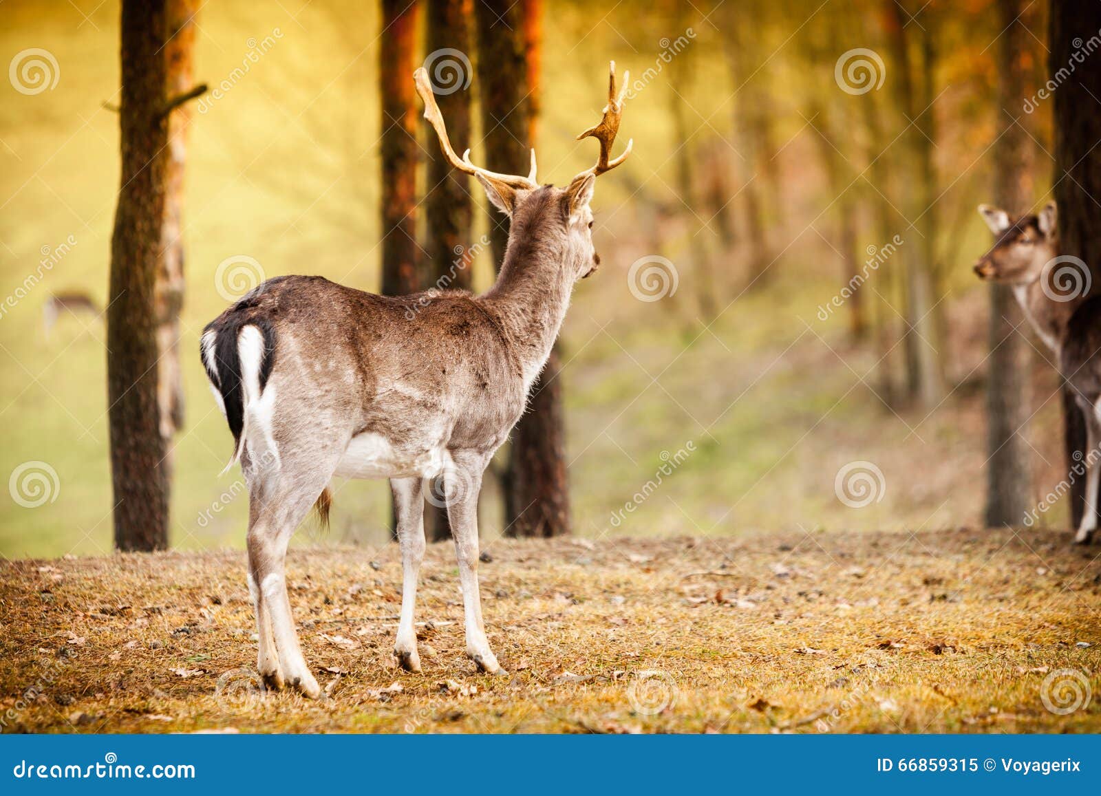 Herd of deer in the wild stock image. Image of mammal - 66859315