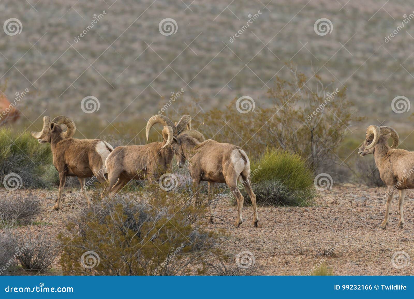 Herd of Desert Bighorn Sheep Rams Stock Photo - Image of wild, desert ...