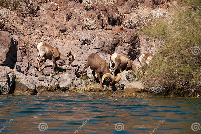 Herd of Desert Long Horn Sheep Stock Image - Image of safari, wildlife ...