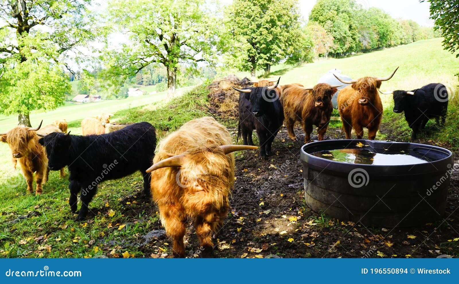 Herd of Different Colored Yaks in a Farm Stock Photo - Image of ...