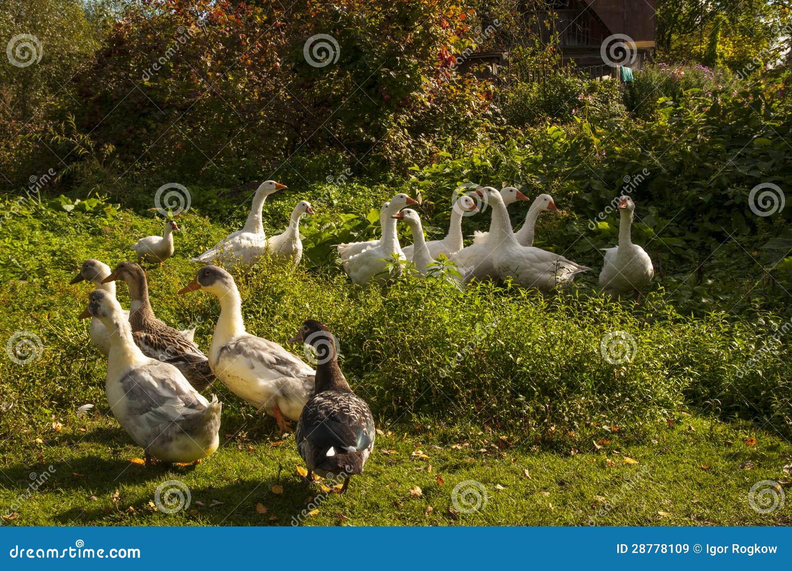 A herd of domestic geese stock image. Image of farm, herd - 28778109