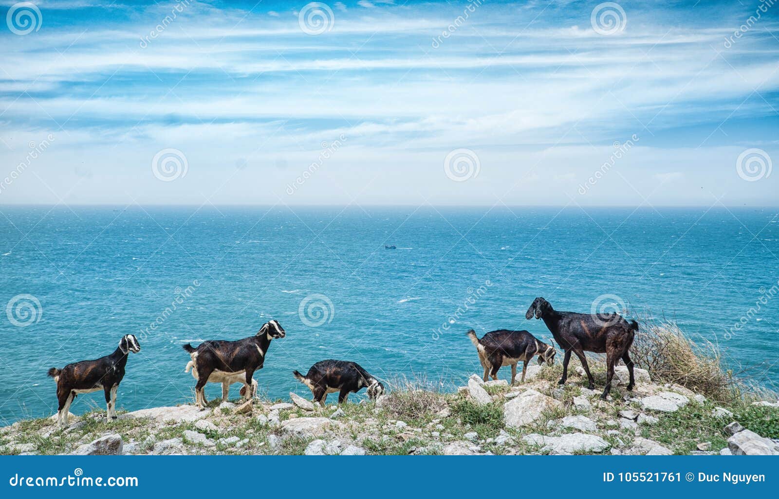 250 Roaming Goat Stock Photos - Free & Royalty-Free Stock Photos from ...