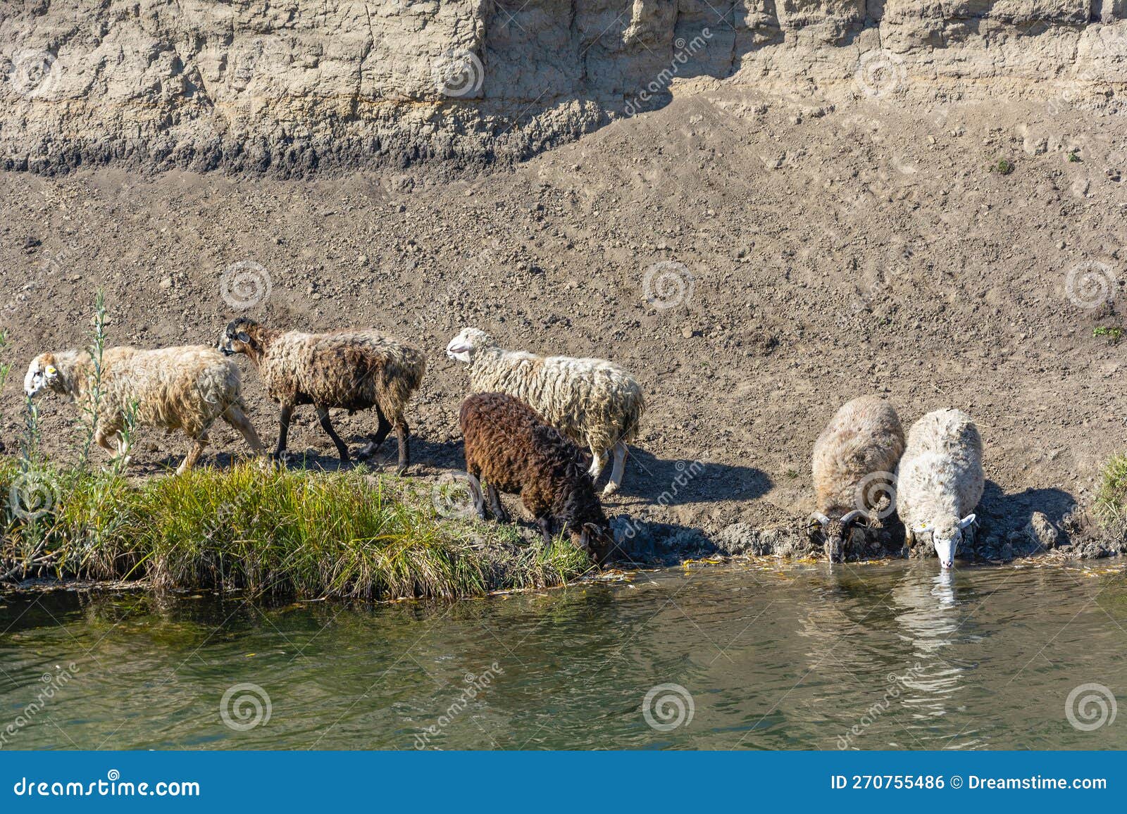 A Herd of Domestic Sheep Drink Water Stock Photo - Image of farmland ...