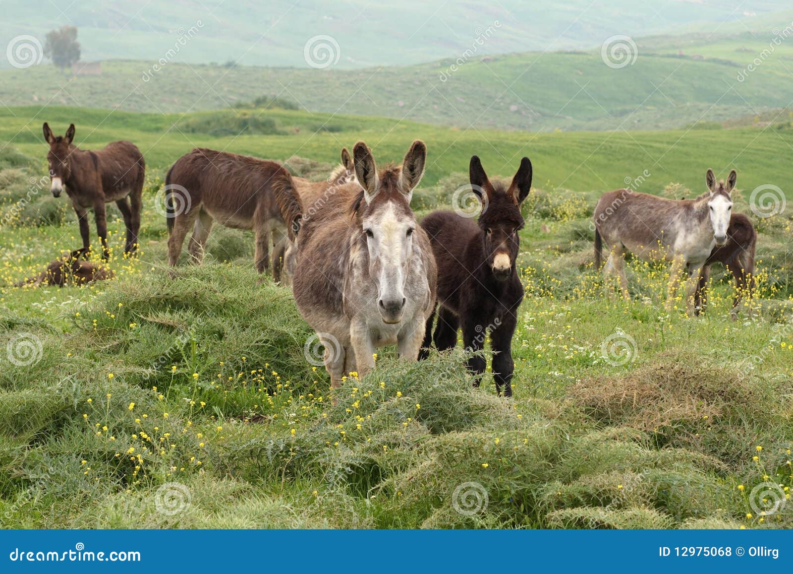 Herd of donkeys stock photo. Image of field, domestic - 12975068