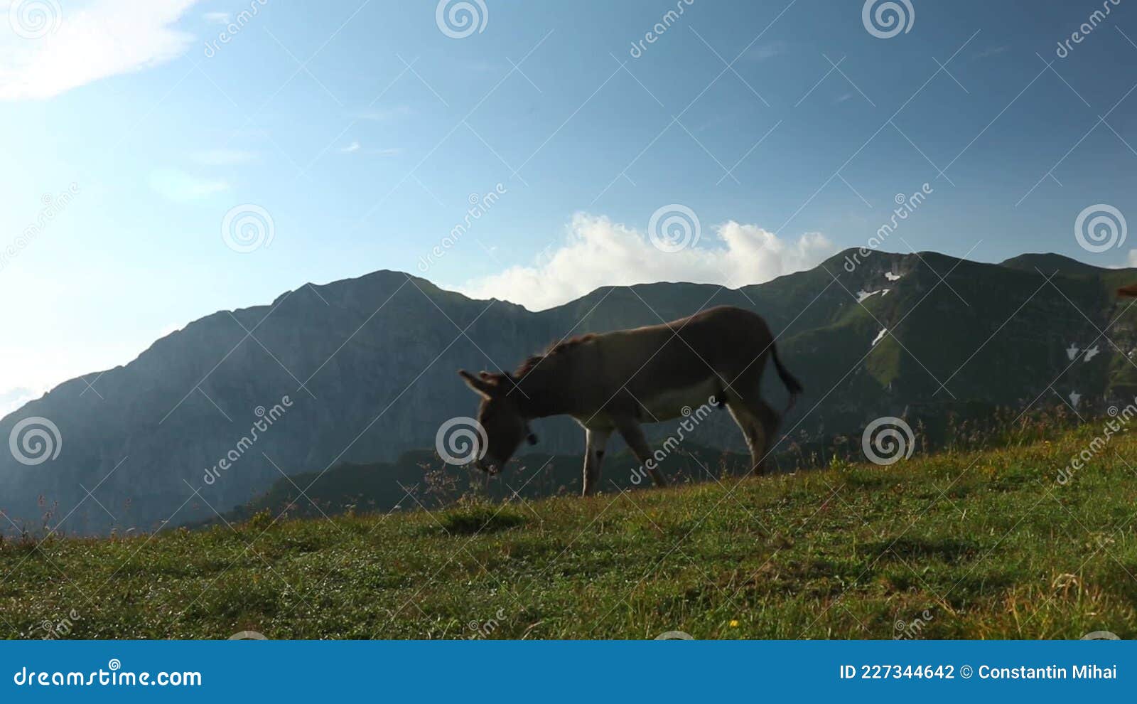 Herd of Donkeys in the Mountain in Summer Stock Footage - Video of ...