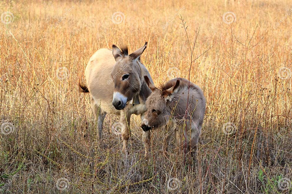 Herd of Donkeys with Offspring in Sardinia Stock Photo - Image of ...