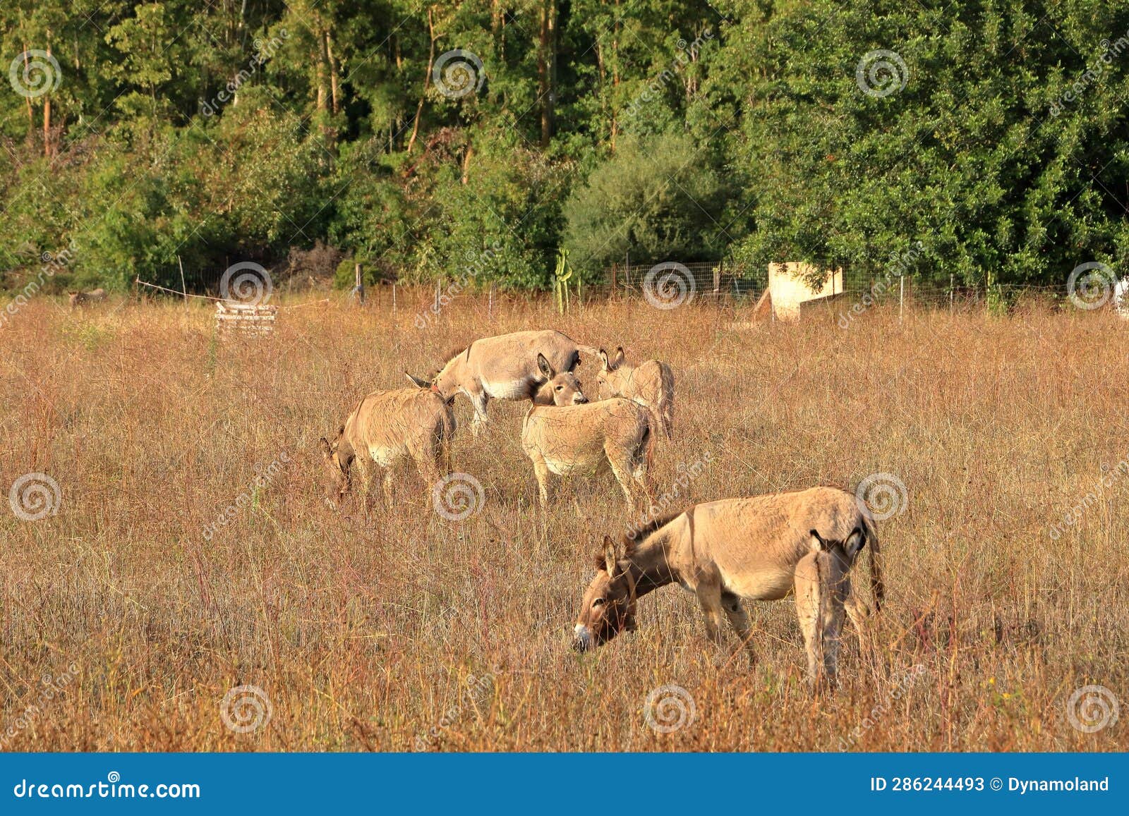 Herd of Donkeys with Offspring in Sardinia Stock Image - Image of ...