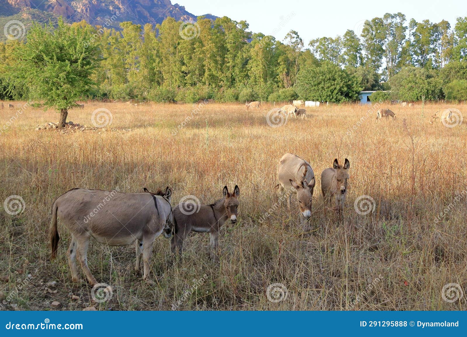 Herd of Donkeys with Offspring in Sardinia Stock Photo - Image of wild ...