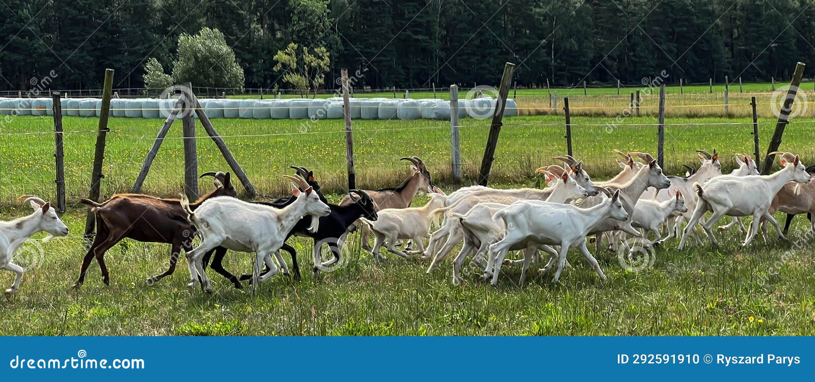 A Herd of a Dozen or so Goats Running Across the Pasture Stock Photo ...