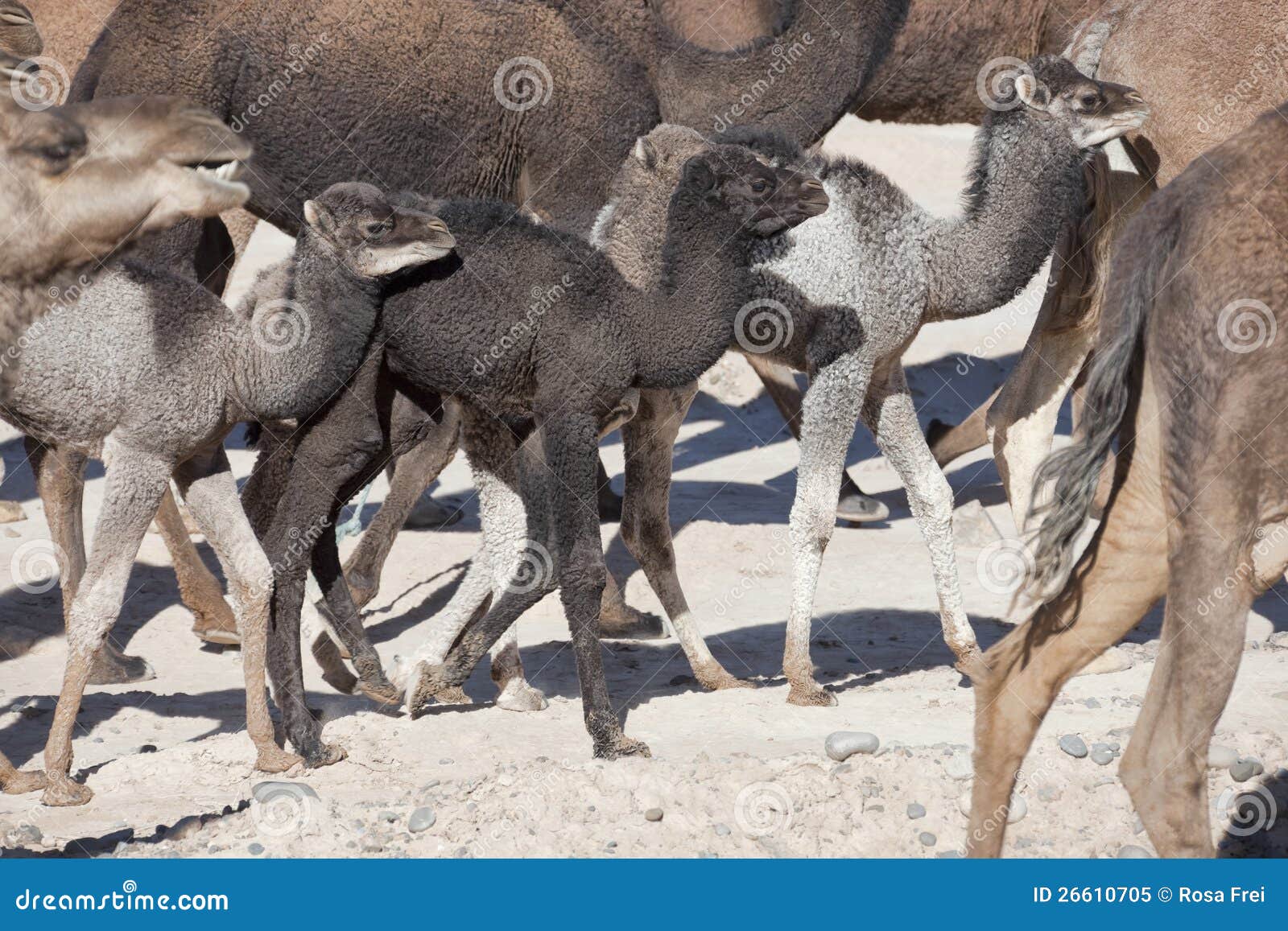 Herd of Dromedaries (camels). Stock Image - Image of desert, nature ...